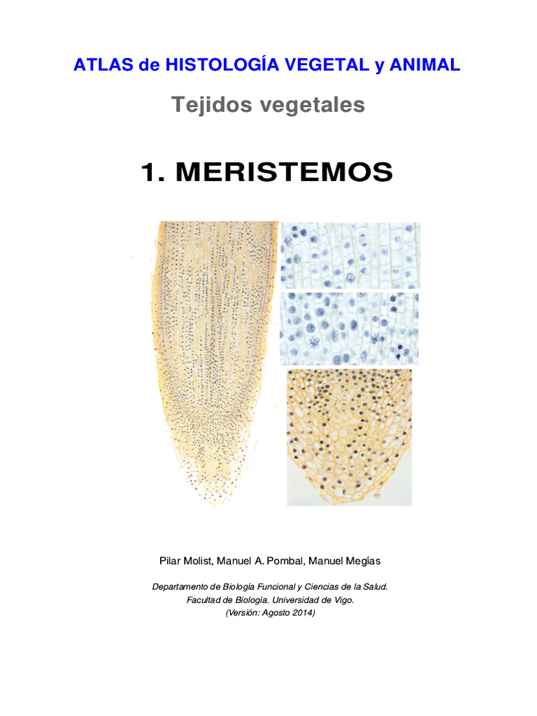 V Meristemos | PDF | Tallo de la planta | Raíz