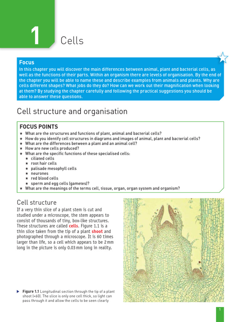 Cells | PDF | Cell (Biology) | Cytoplasm