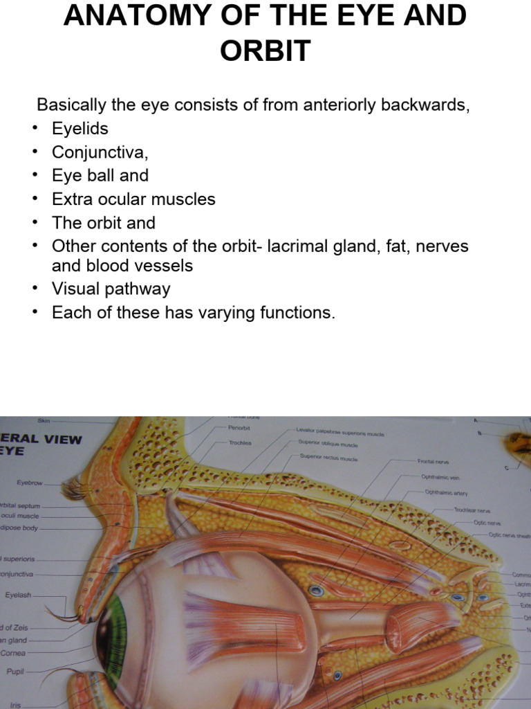 Anatomy of the Eye and Orbit Explained | PDF | Human Eye | Ophthalmology