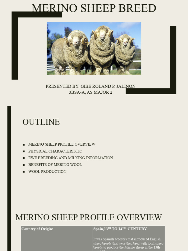 Merino Sheep Breed Pdf Sheep Domestication