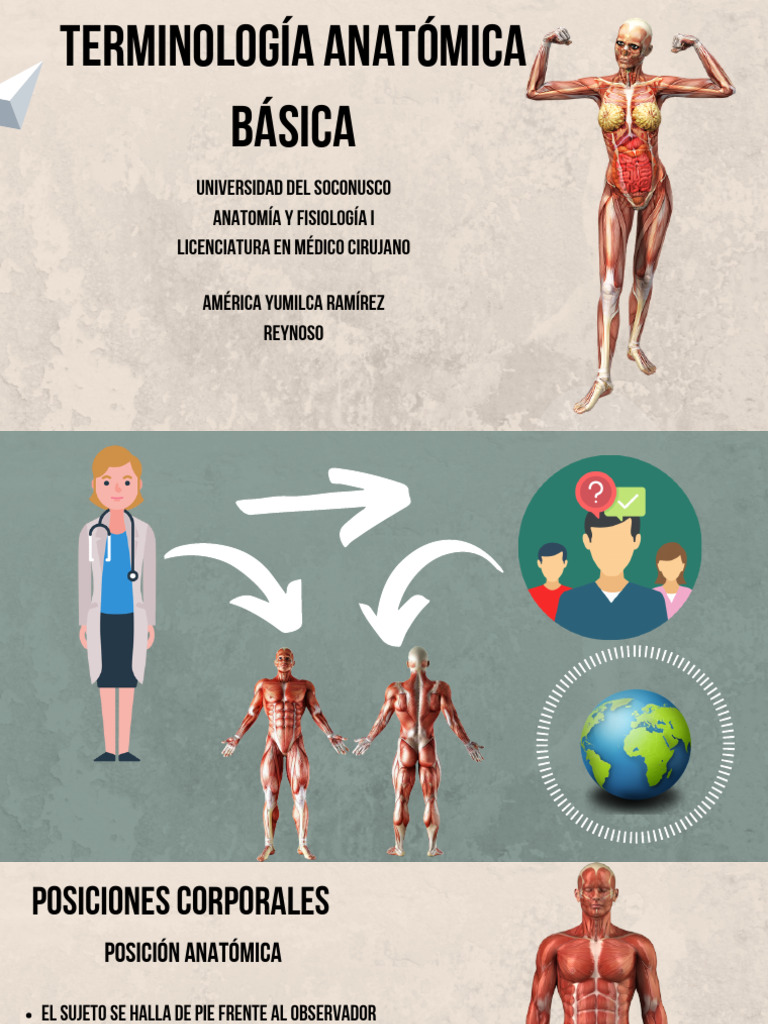 Terminologia Anatomica Basica | PDF | Intestino grueso | Términos ...