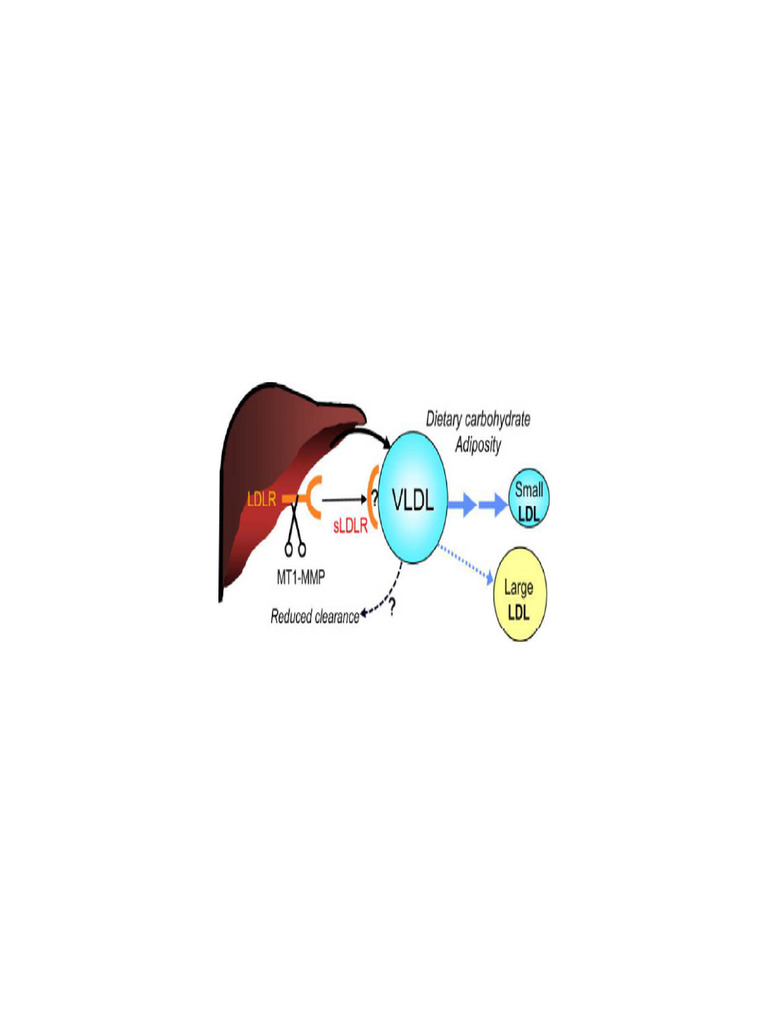 Receptor LDL | PDF