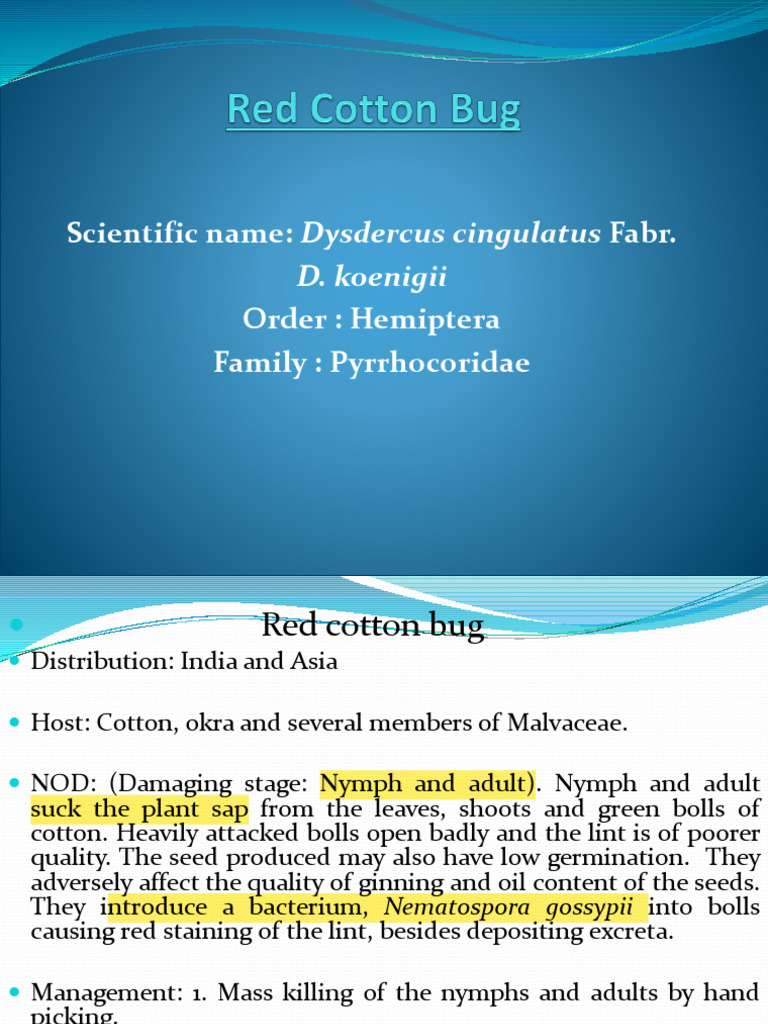 Red Cotton Bug | PDF