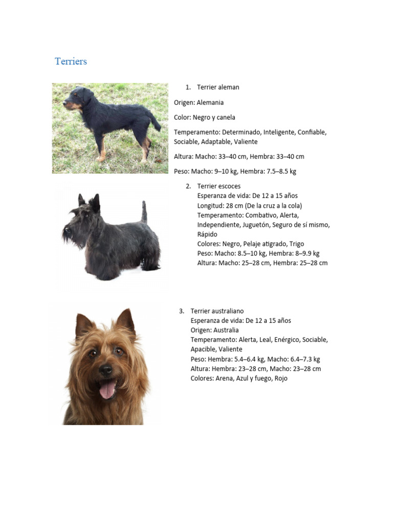 Terriers | PDF