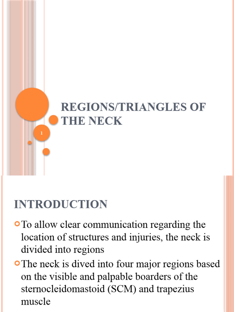 Regions and Triangles of The Neck | PDF | Common Carotid Artery | Neck