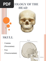 Worksheet Skulll | PDF | Skull | Anatomy