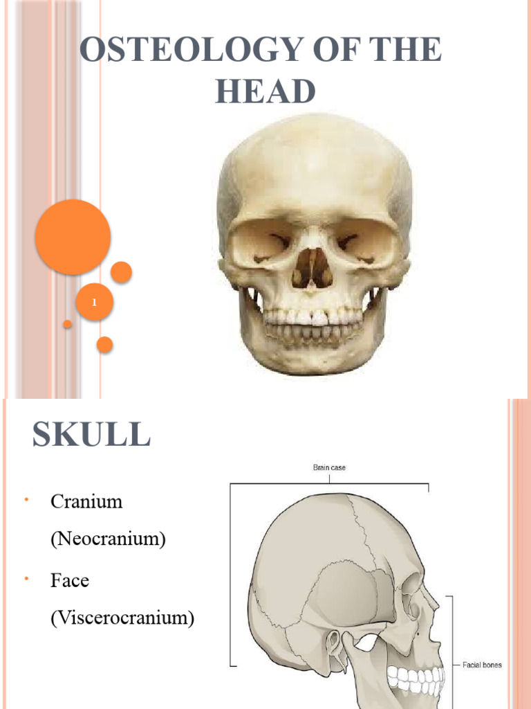 Osteology of The Head | Download Free PDF | Skull | Skeletal System