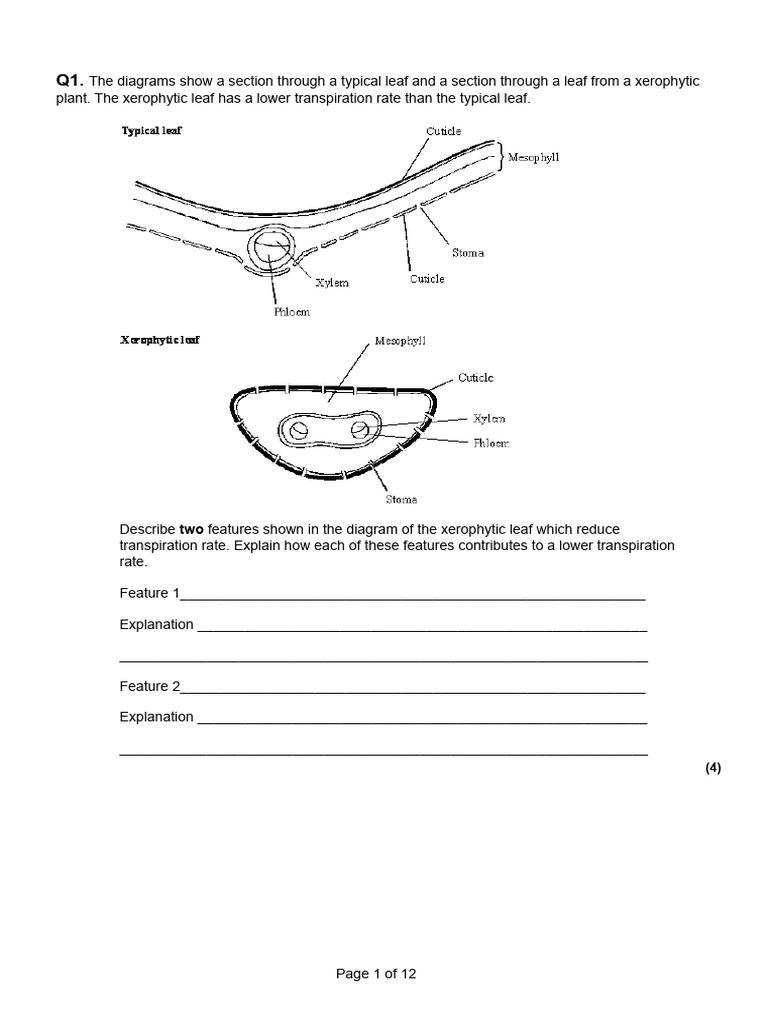 Lesson 5 MS | PDF | Stoma | Leaf