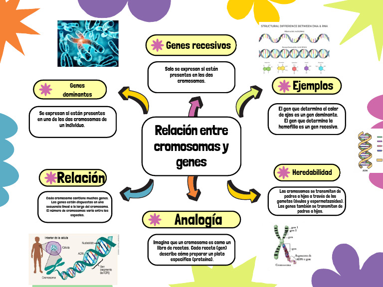 Genes Recesivos y Dominantes Explicados | PDF