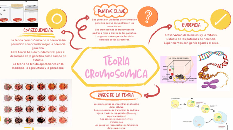 Teoría Cromosomica - 20240407 - 112139 - 0000 | PDF