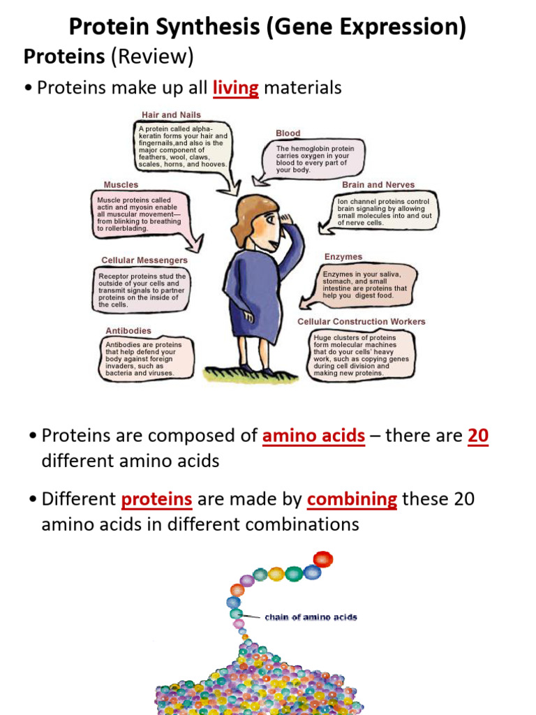 Understanding Protein Synthesis and Mutations | PDF | Translation ...