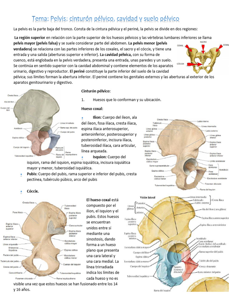 Pelvis | PDF | Pelvis | Articulación