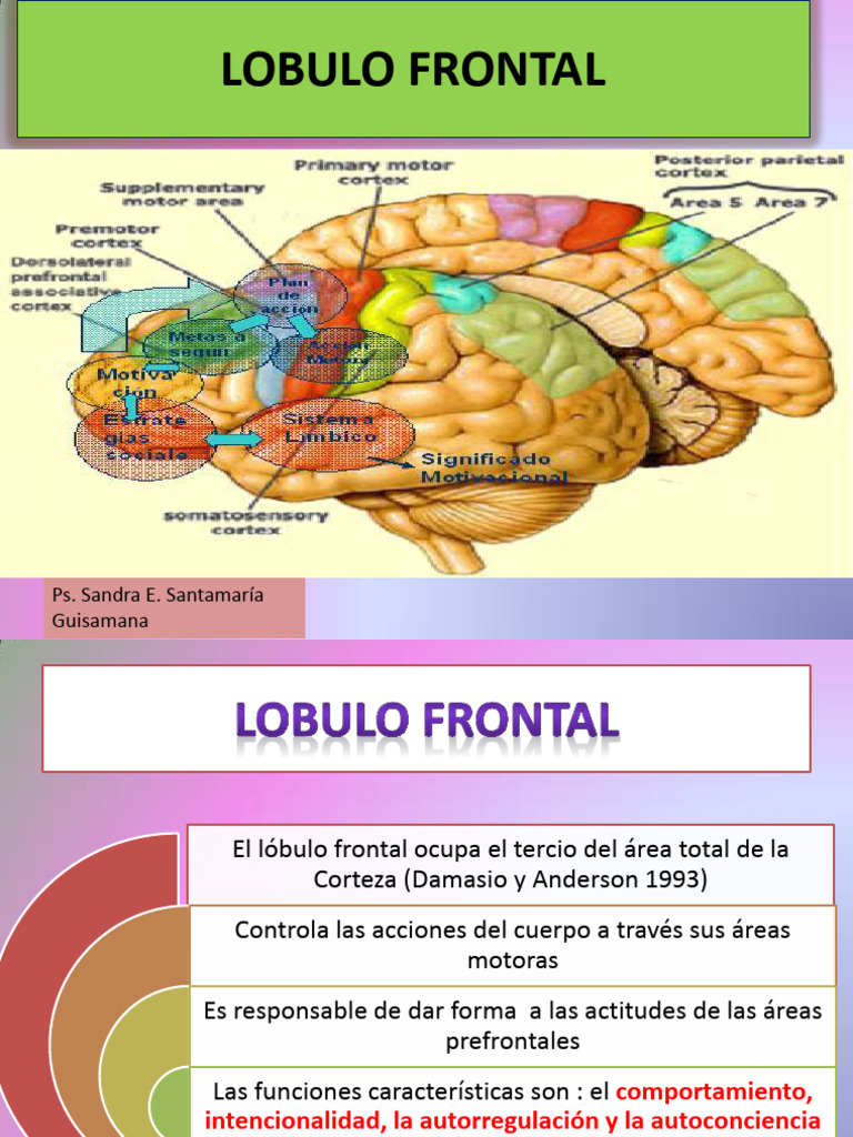 7 Lobulo Frontal | PDF | Lóbulo frontal | Corteza prefrontal