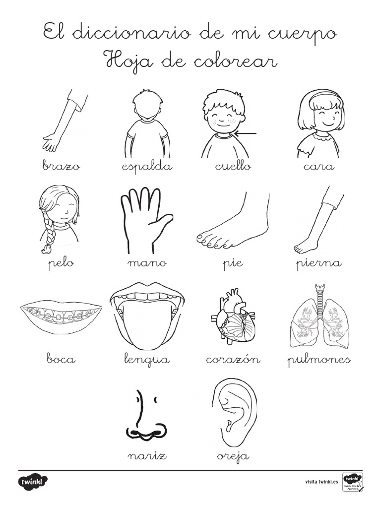 Mi Cuerpo - Partes Del Cuerpo Colorear | PDF