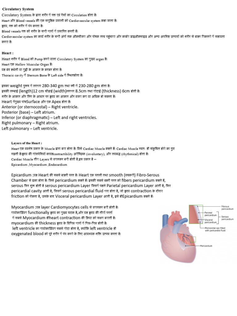 L6 Cardiovascular System | PDF