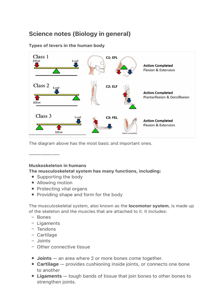 Overview of the Musculoskeletal System | PDF | Mitosis | Meiosis