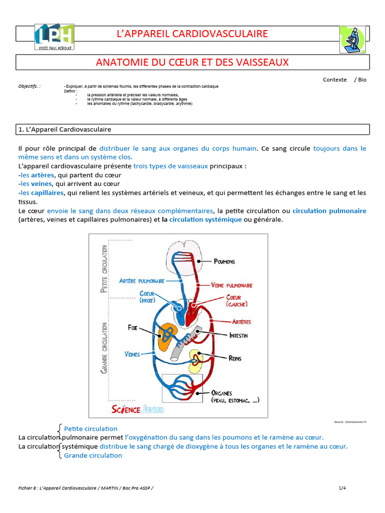 Anatomie de l'Appareil Cardiovasculaire | PDF | Vaisseau sanguin | Sang