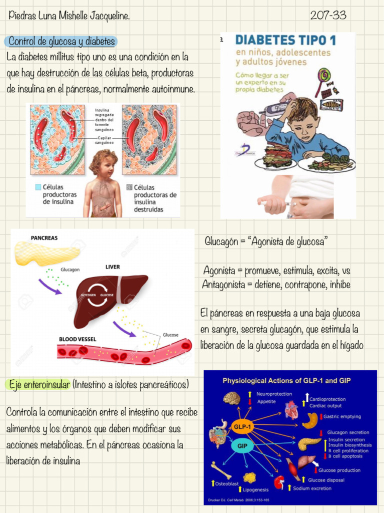 Sistema Endocrino Control de Glucosa Y Diabetes | PDF | Diabetes | Insulina