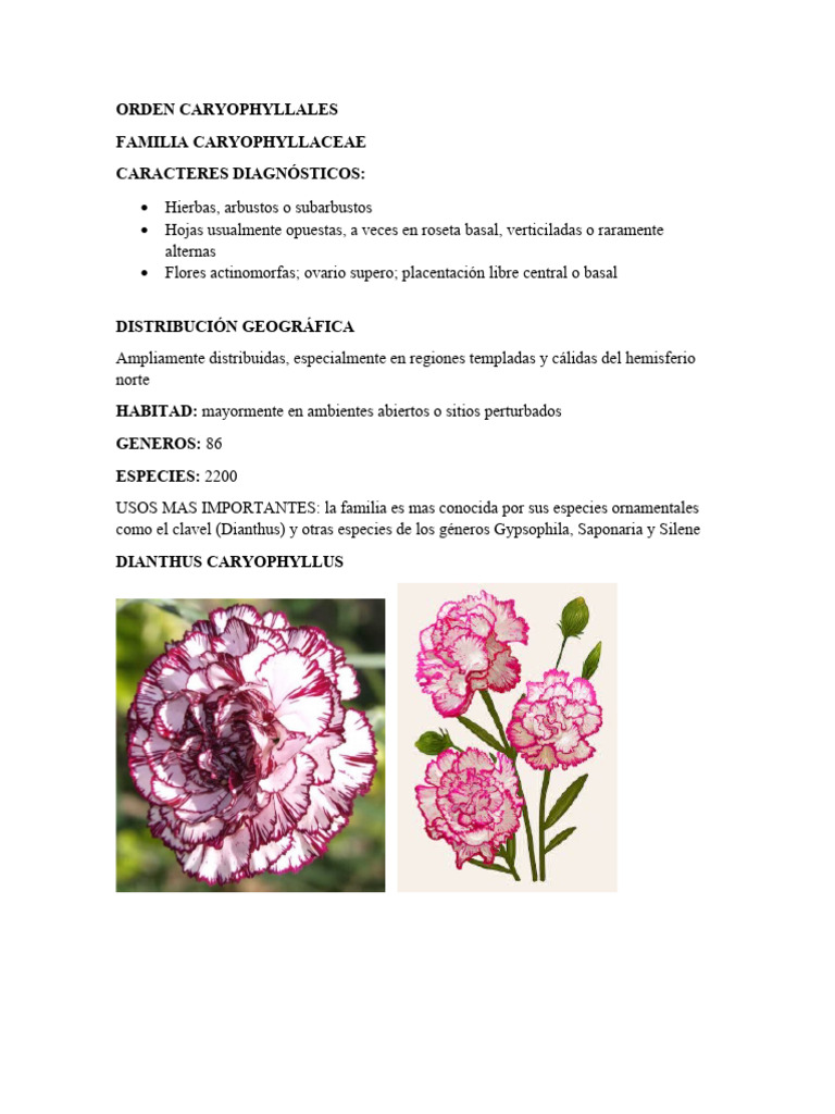 Orden Caryophyllales | PDF | Morfología Vegetal | Botánica