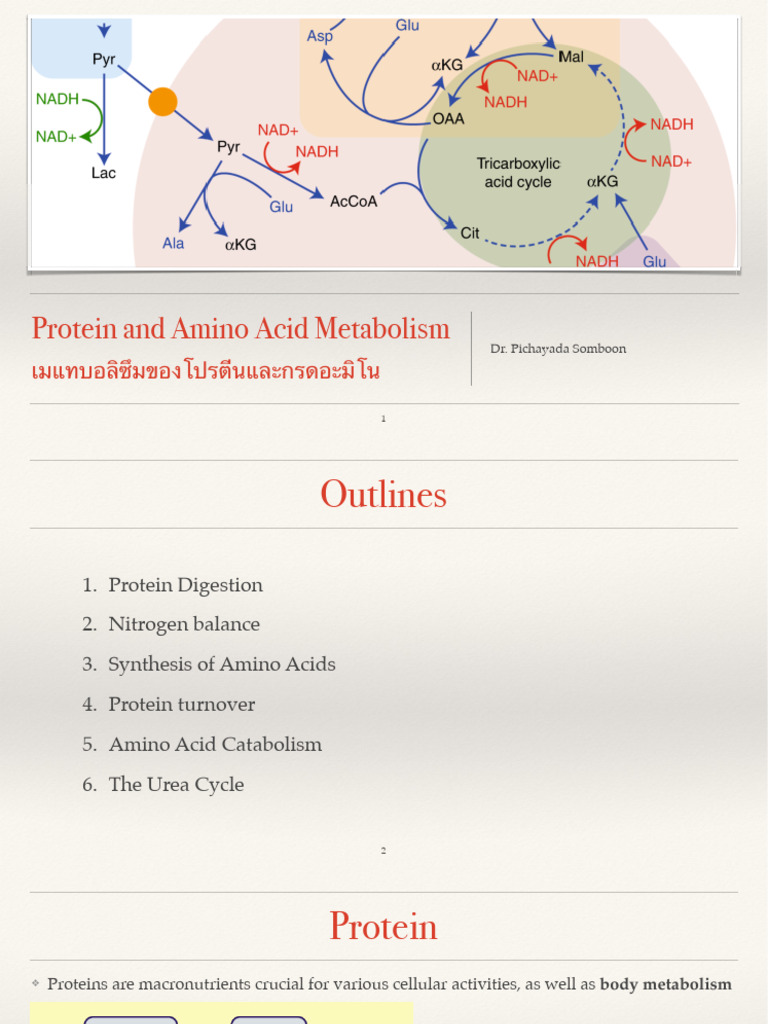 Protein and Amino Acid Metabolism Guide | PDF | Amino Acid | Proteins