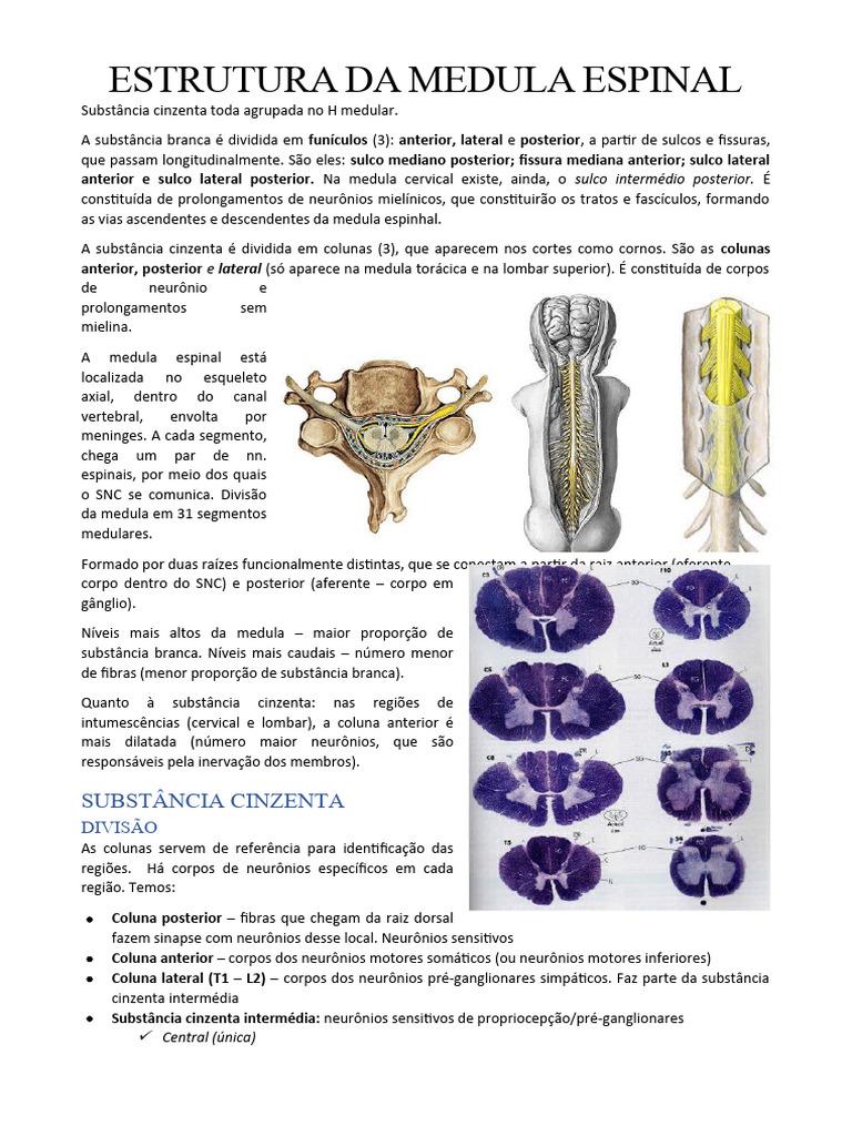 Estrutura Da Medula Espinal | PDF | Medula espinhal | Substância branca
