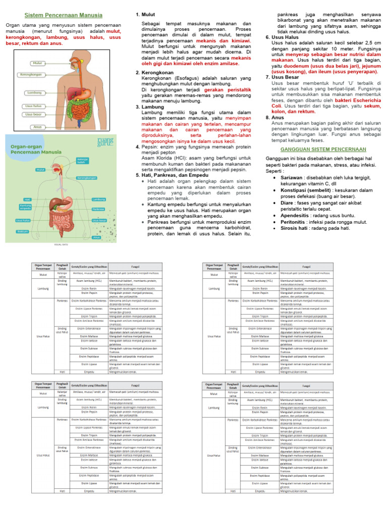 Sistem Pencernaan Manusia | PDF