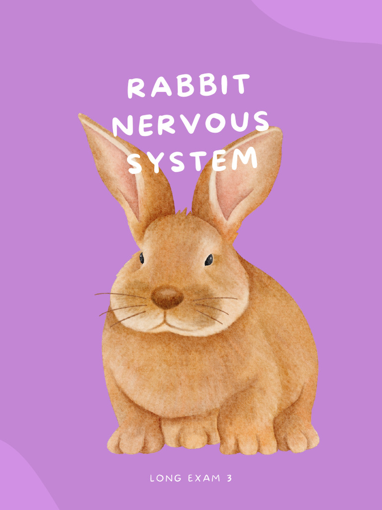 Rabbit Nervous System Anatomy Diagram | PDF