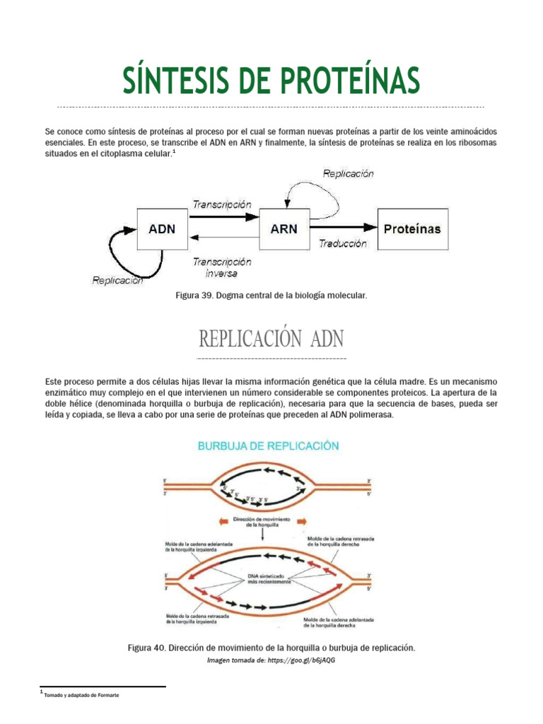 Replicación y Síntesis de Proteínas | PDF | Adn | Codigo genetico