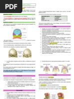 Region Geniana | PDF | Cabeza y cuello humanos | Anatomía humana