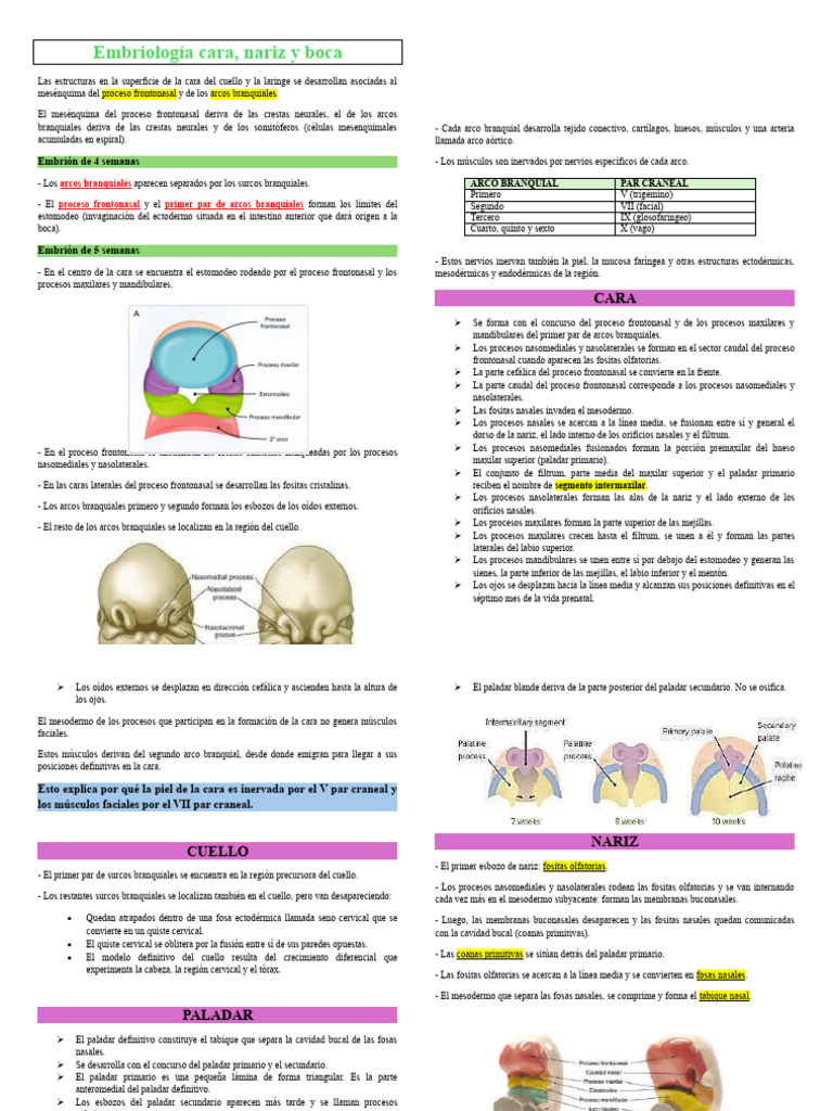 Embriología de la cara y arcos branquiales | PDF | Epitelio | Glándula ...