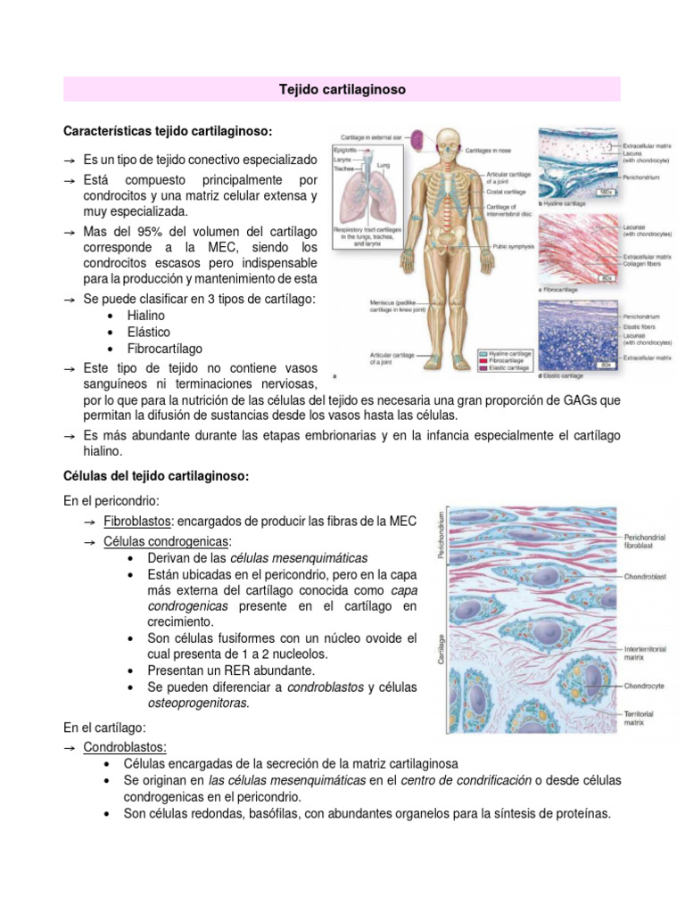 Resumen 2 Tejido Cartilaginoso y Oseo | PDF | Hueso | Articulación