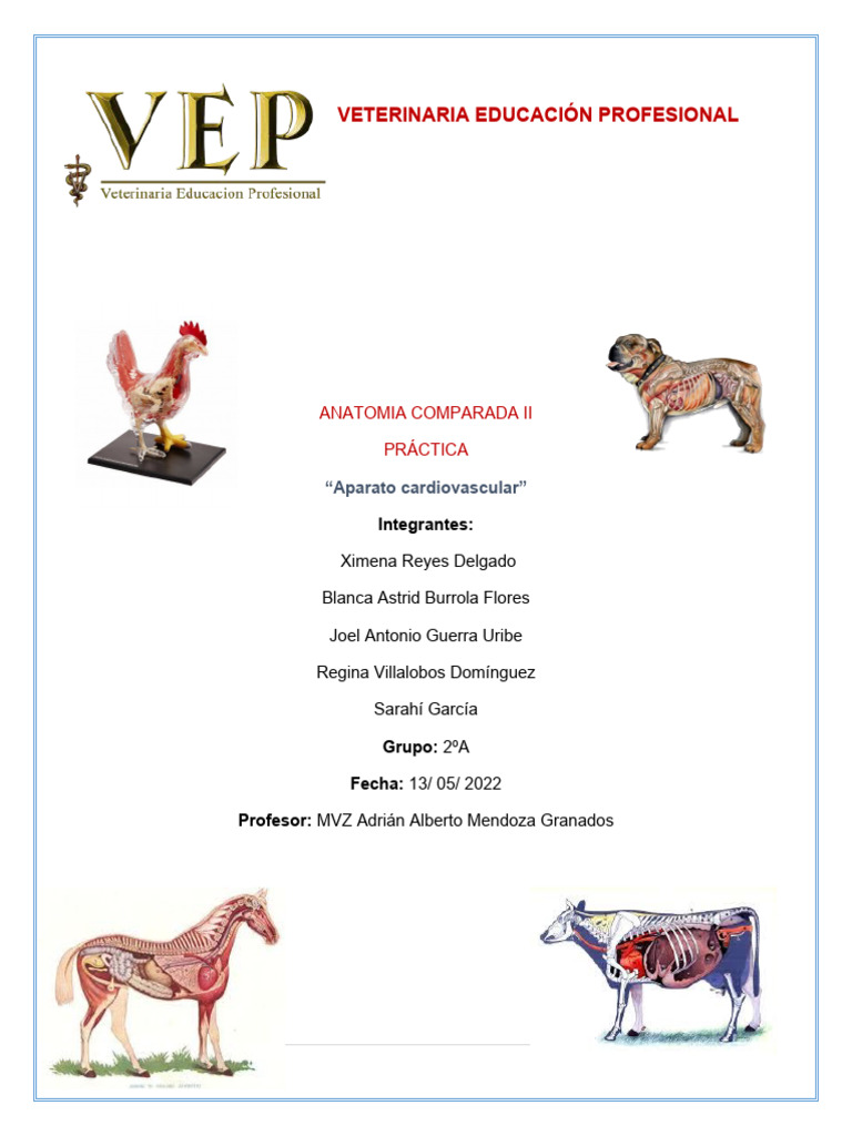 2a PRACTICA | PDF | Sistema circulatorio | Corazón