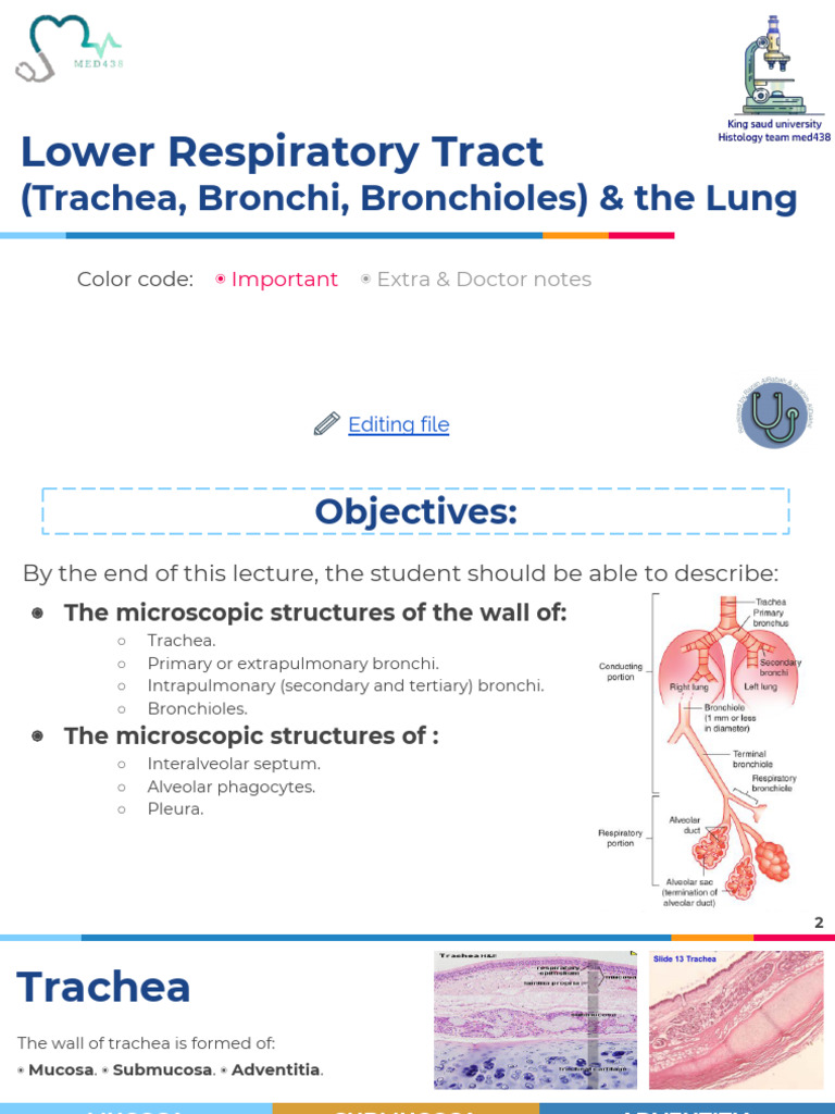 Fundamental Pathoma | PDF | Lung | Respiratory Tract