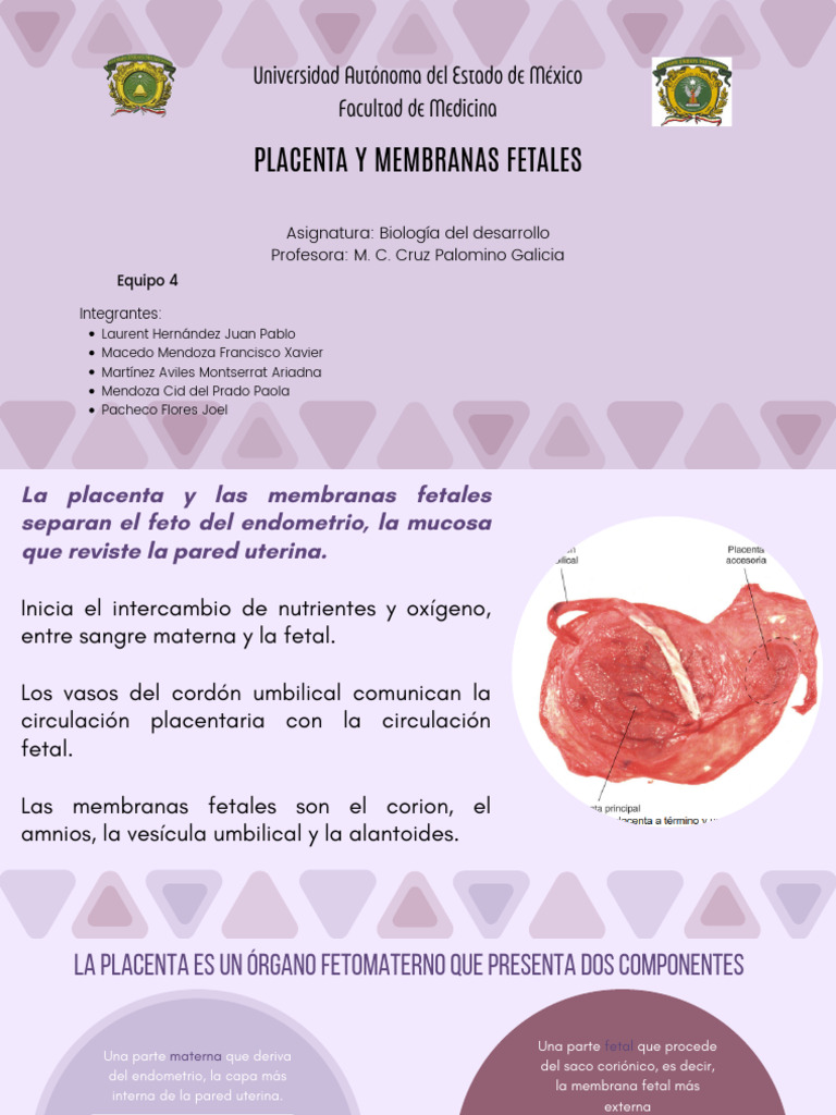 Placenta y Membranas Fetales | PDF | Placenta | Feto