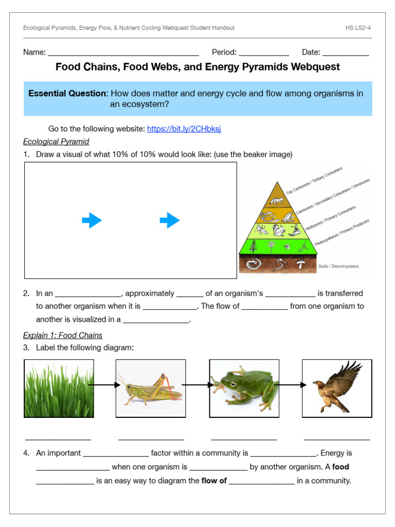 Food Chains and Energy Flow Webquest | PDF | Food Web | Ecology
