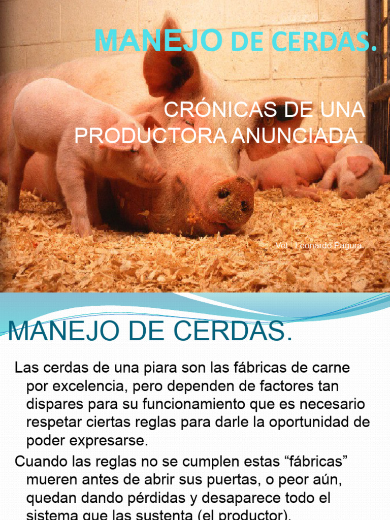Manejo de Cerdas | PDF | Parto | Reproducción humana