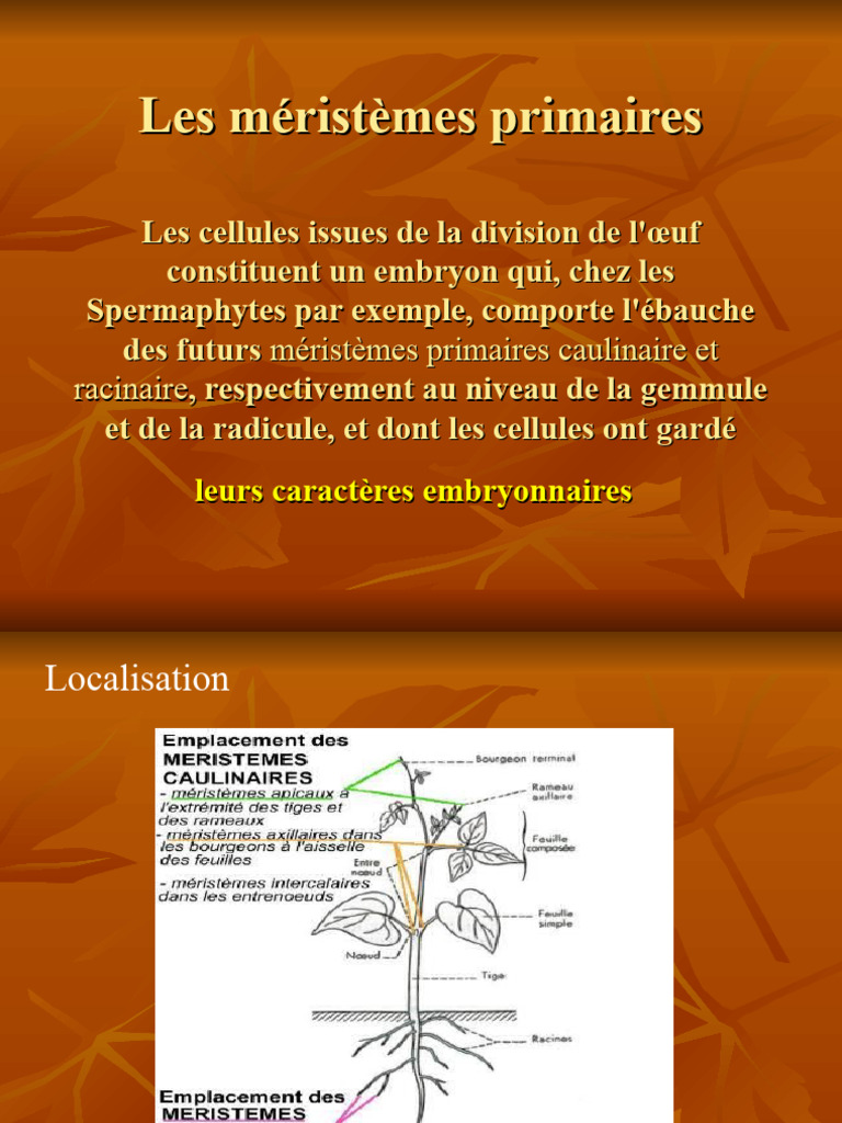 Les Méristèmes Primaires | PDF | Cellule (Biologie) | Différenciation ...