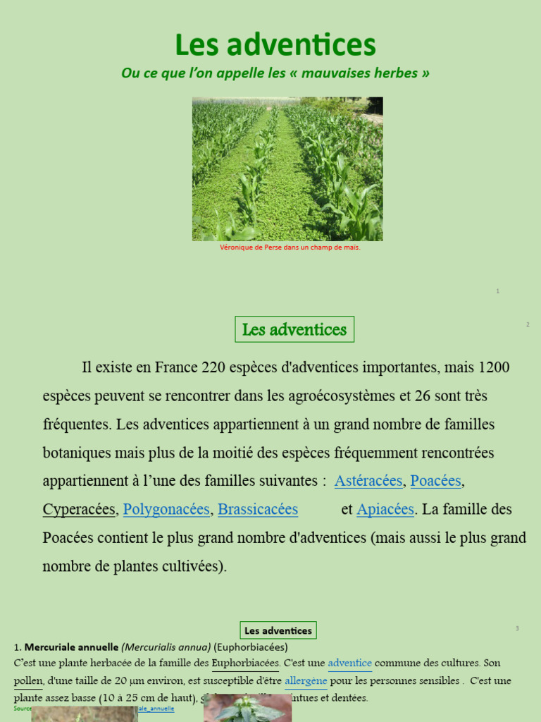 Guide des Adventices au Jardin | PDF | Botanique | Plantes