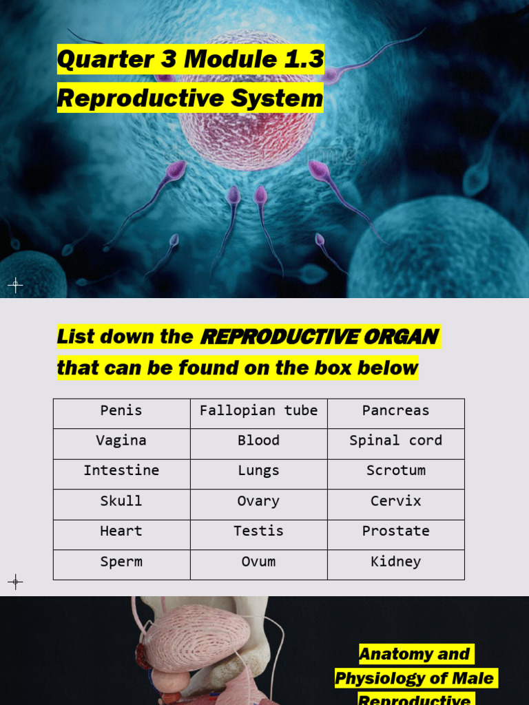 Quarter 3 Module 13 Reproductive System Pdf Menstrual Cycle Luteinizing Hormone