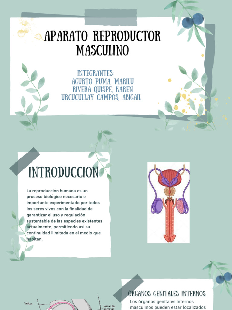 Aparato Reproductor Masculino | PDF | Biología | Sistema reproductivo