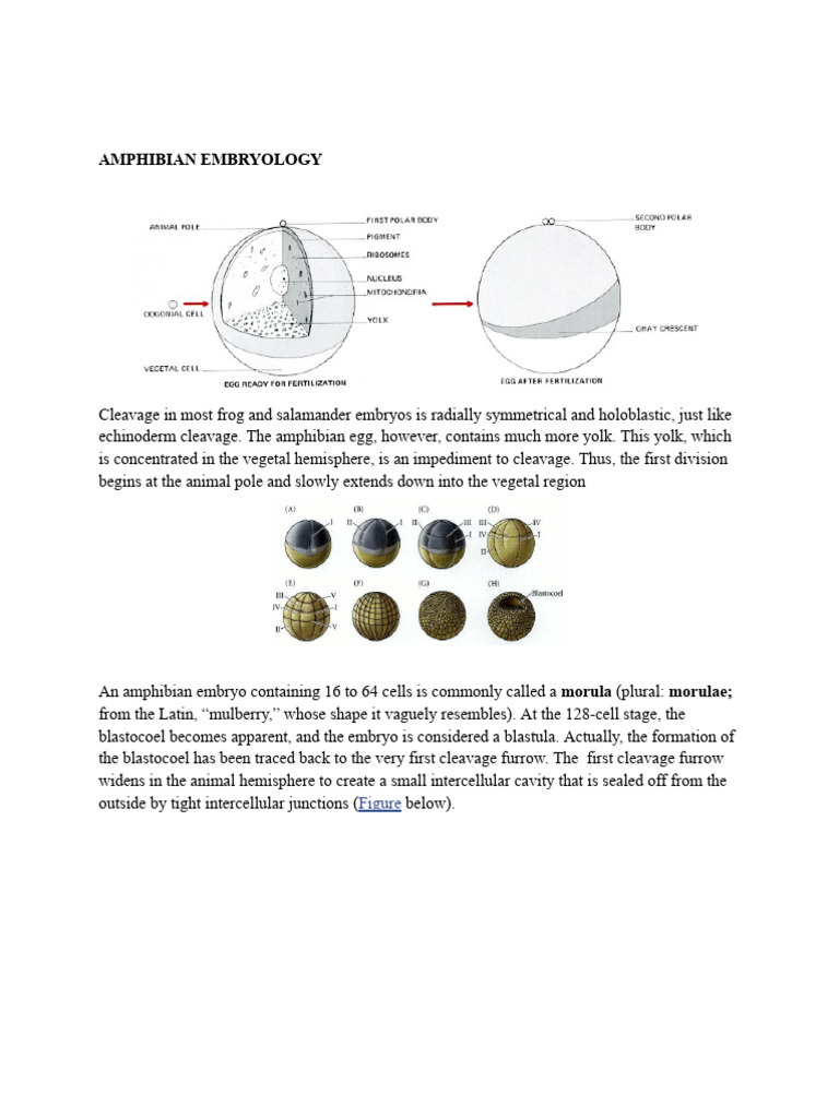 Lab 6 - Amphibian Embryology | PDF | Life Sciences | Change