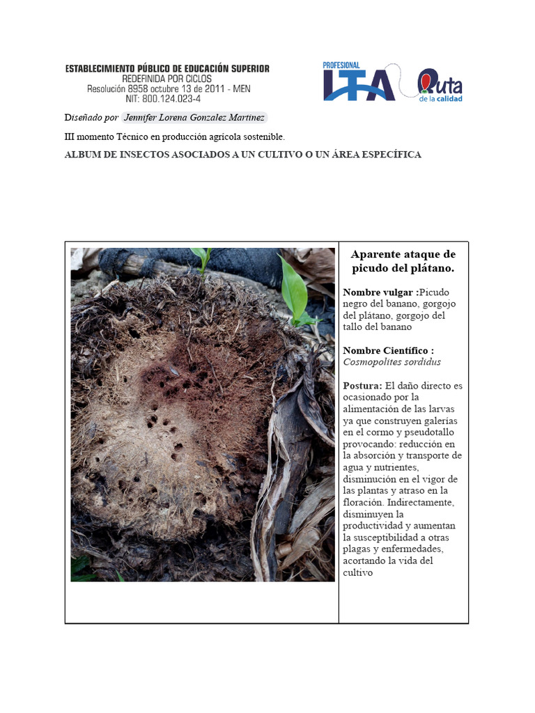 Album de Insectos de Area Especifica | PDF | Biología | Organismos