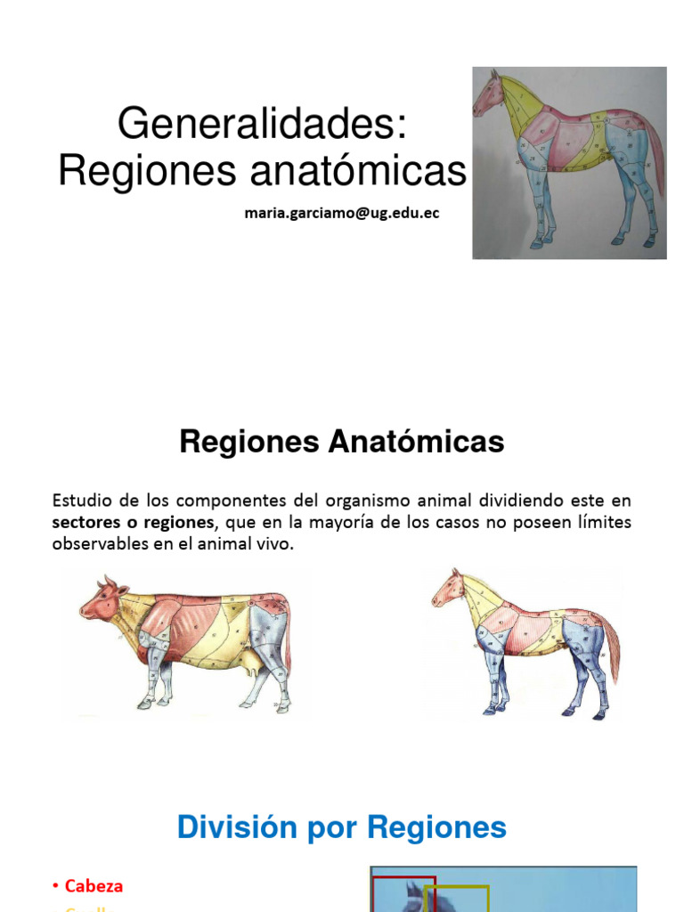 Regiones Anatòmicas | Descargar gratis PDF | Pelvis | Anatomía humana