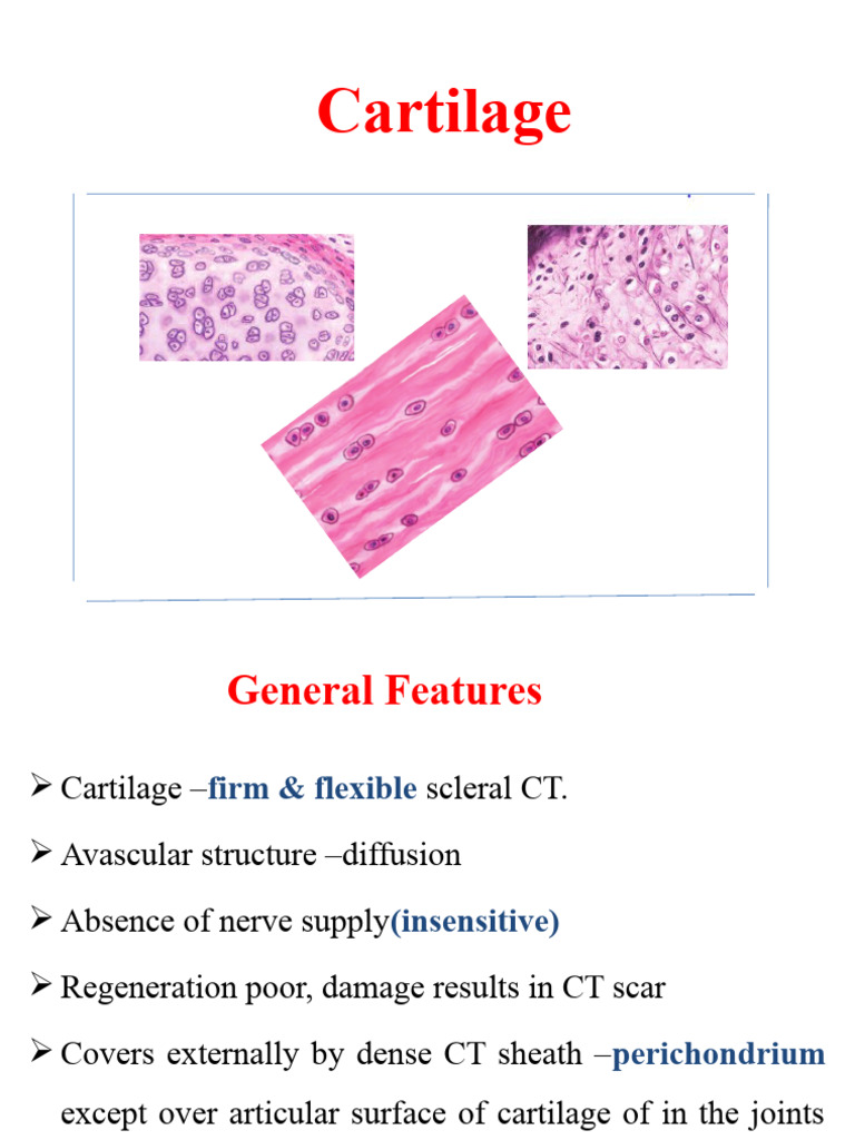 Cartilage | PDF | Wellness | Science & Mathematics
