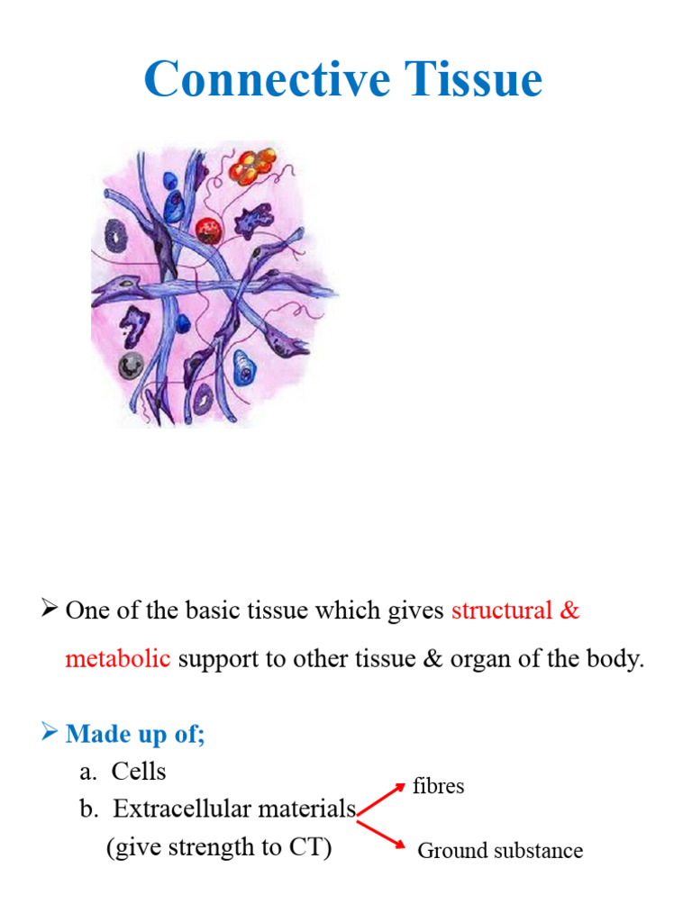 Connective Tissue (General) | PDF | Connective Tissue | Histology