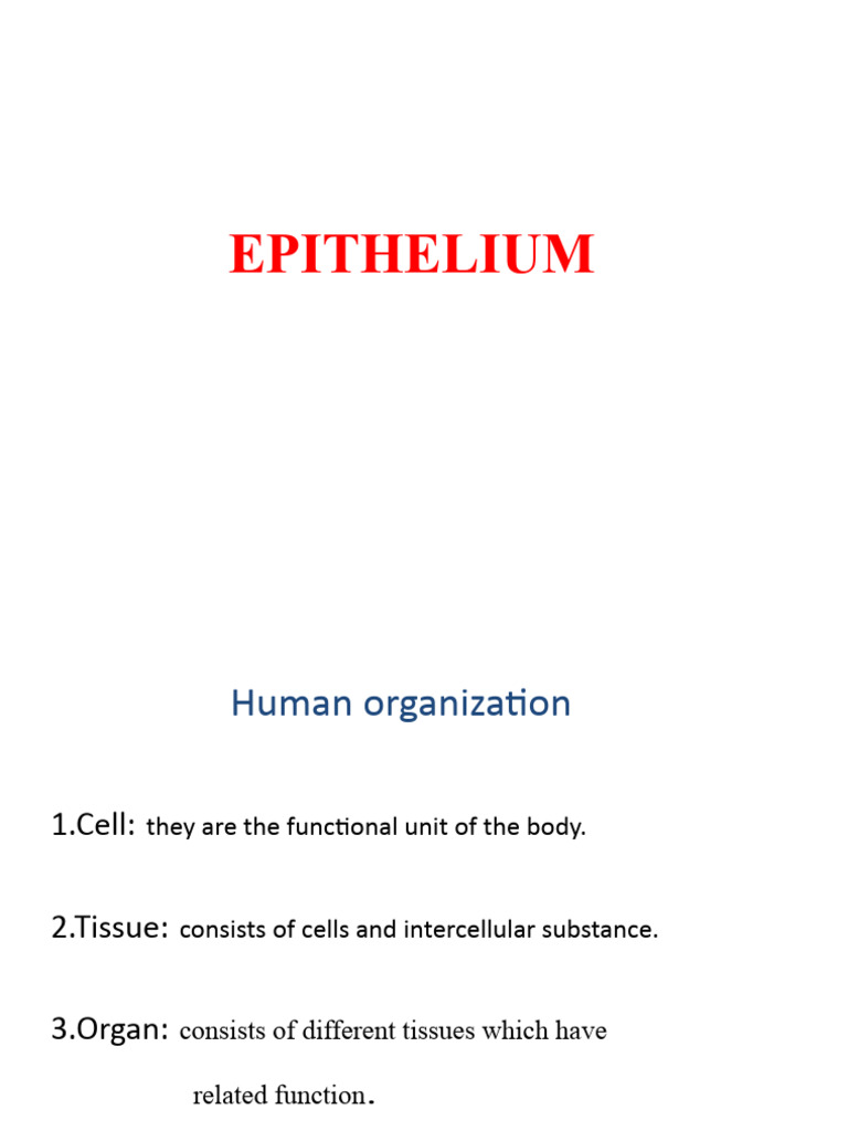 Epithelium | PDF | Epithelium | Biology