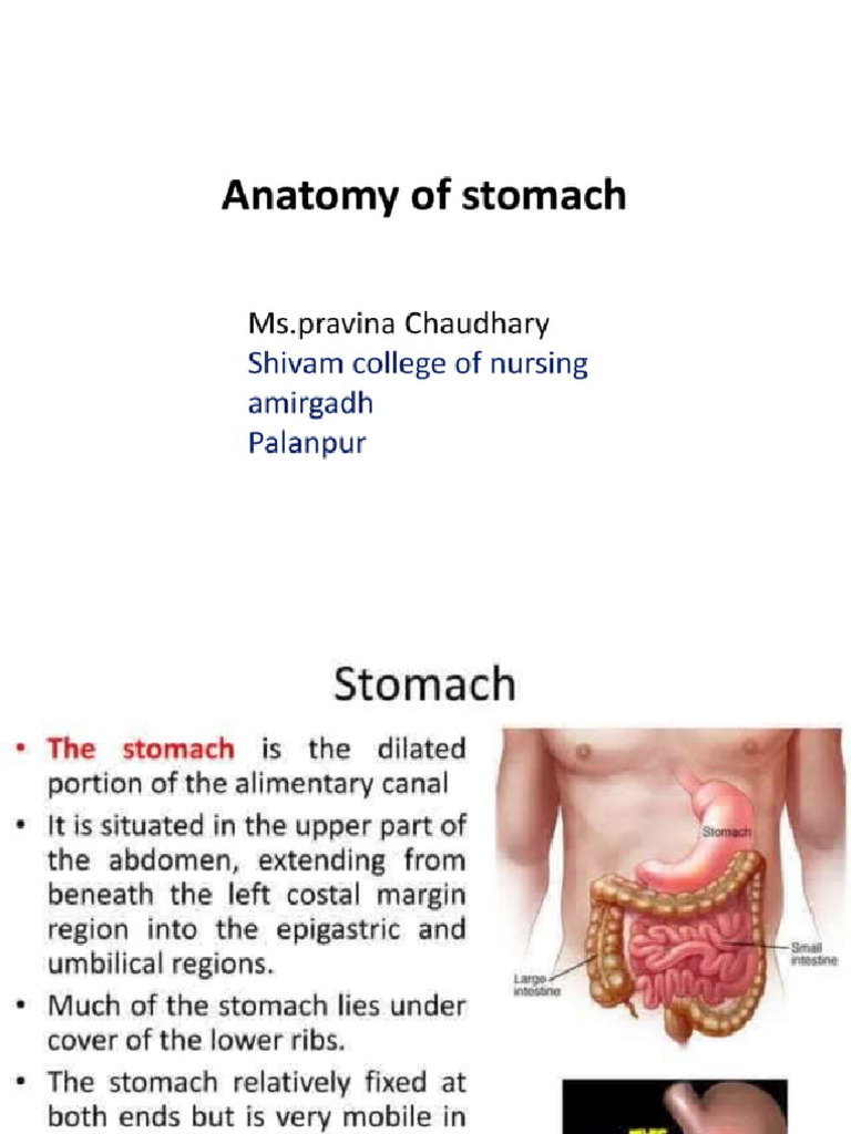 Anatomy of Stomach by Pravina Chaudhary | PDF