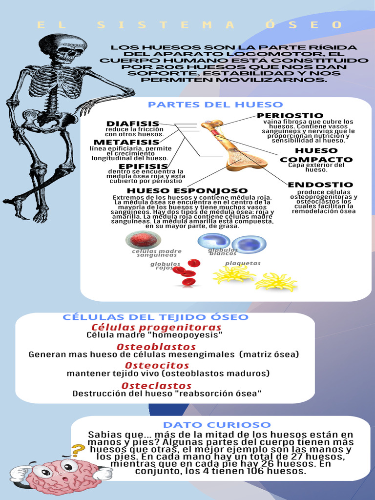 Infografía de Los Huesos | PDF | Hueso | Anatomía
