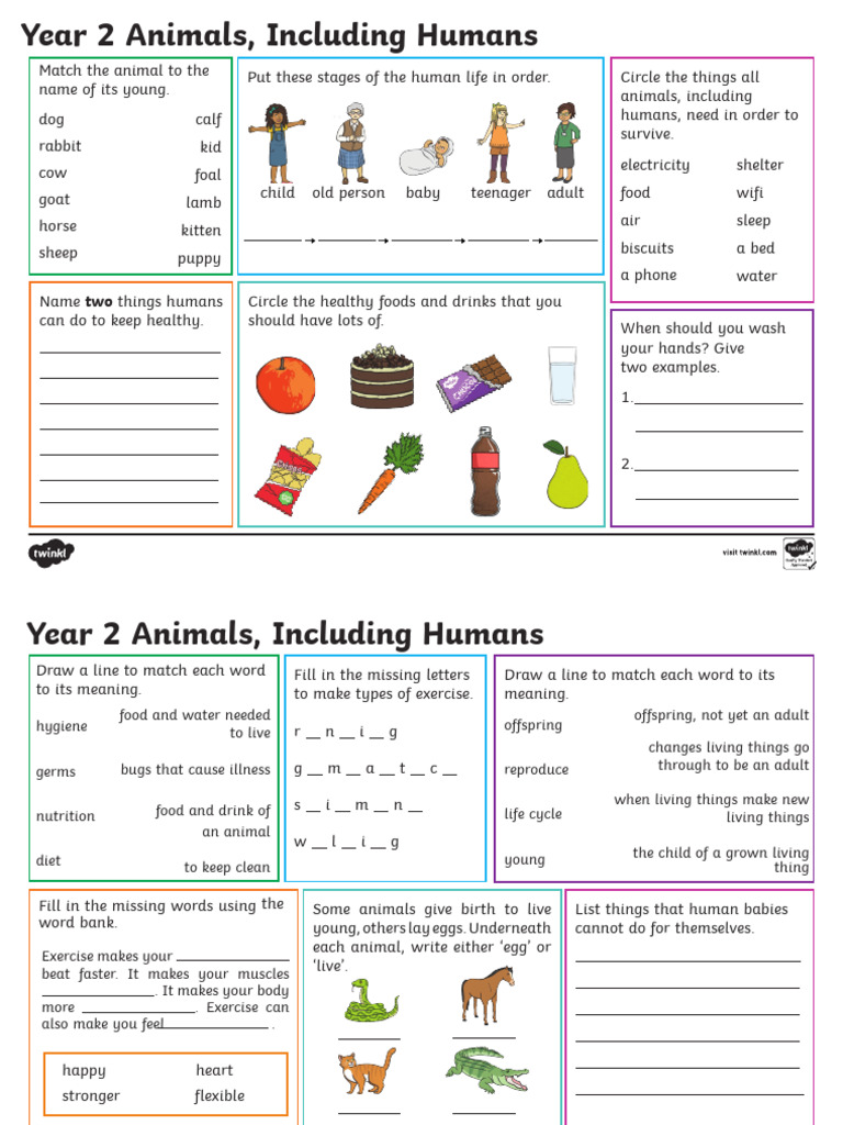 Year 2 Animals Including Humans Revision Activity Mat | PDF | Sheep | Foods