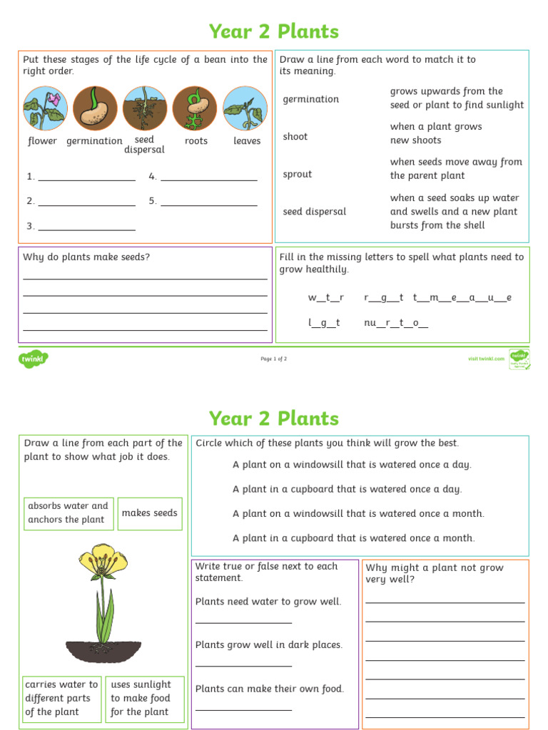 Year 2 Plants Revision Activity Mat Pdf Seed Germination